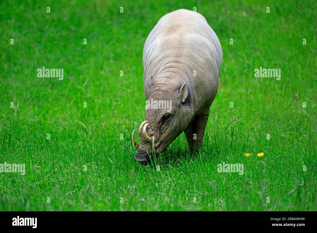 North sulawesi babirusa (Babyrousa celebensis), adult, male, foraging ...