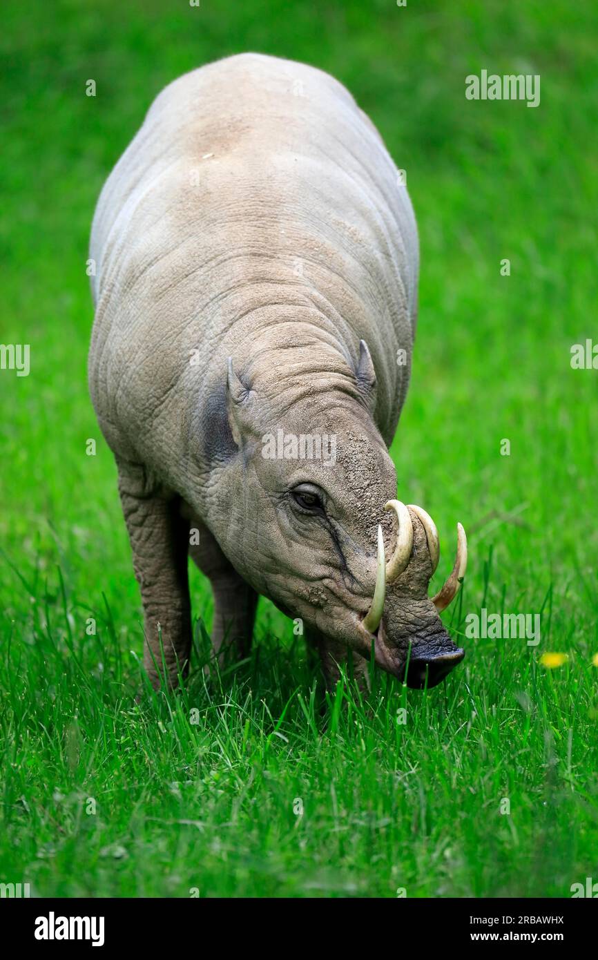 North sulawesi babirusa (Babyrousa celebensis), adult, male, foraging ...
