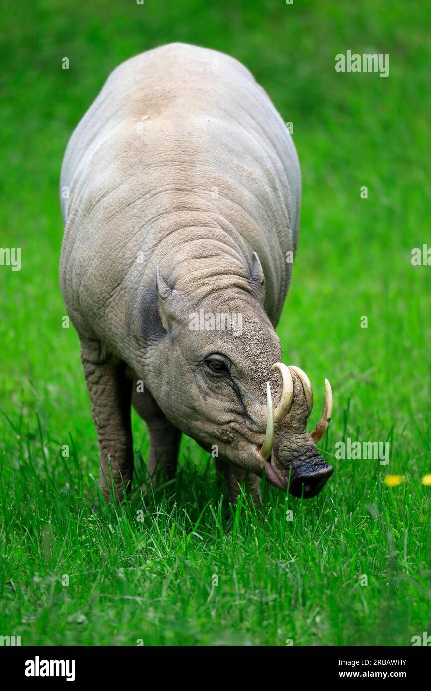 North sulawesi babirusa (Babyrousa celebensis), adult, male, foraging ...