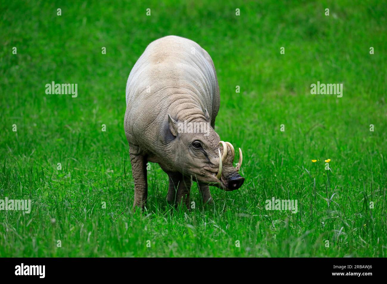 North sulawesi babirusa (Babyrousa celebensis), adult, male, foraging ...