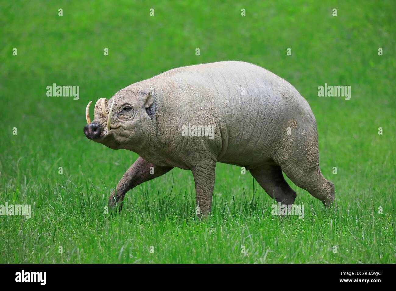 North sulawesi babirusa (Babyrousa celebensis), adult, male, running ...