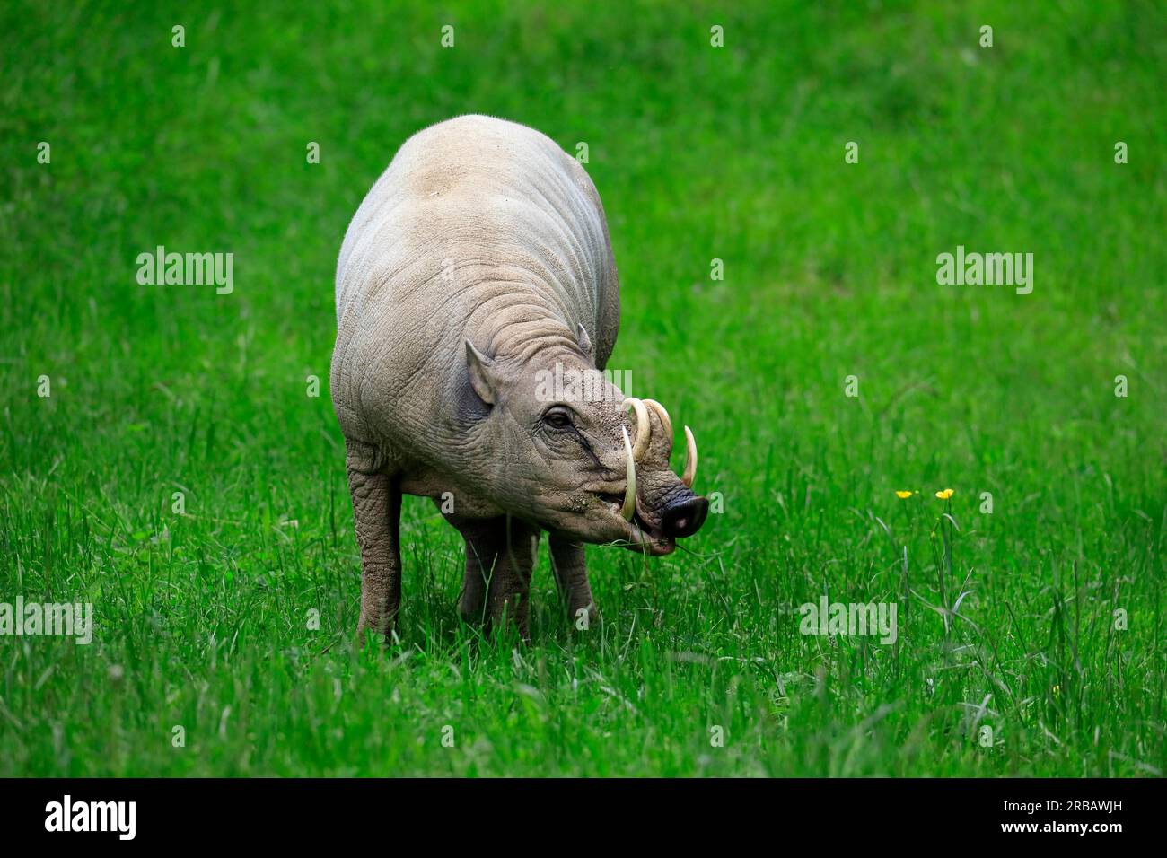 North sulawesi babirusa (Babyrousa celebensis), adult, male, foraging ...