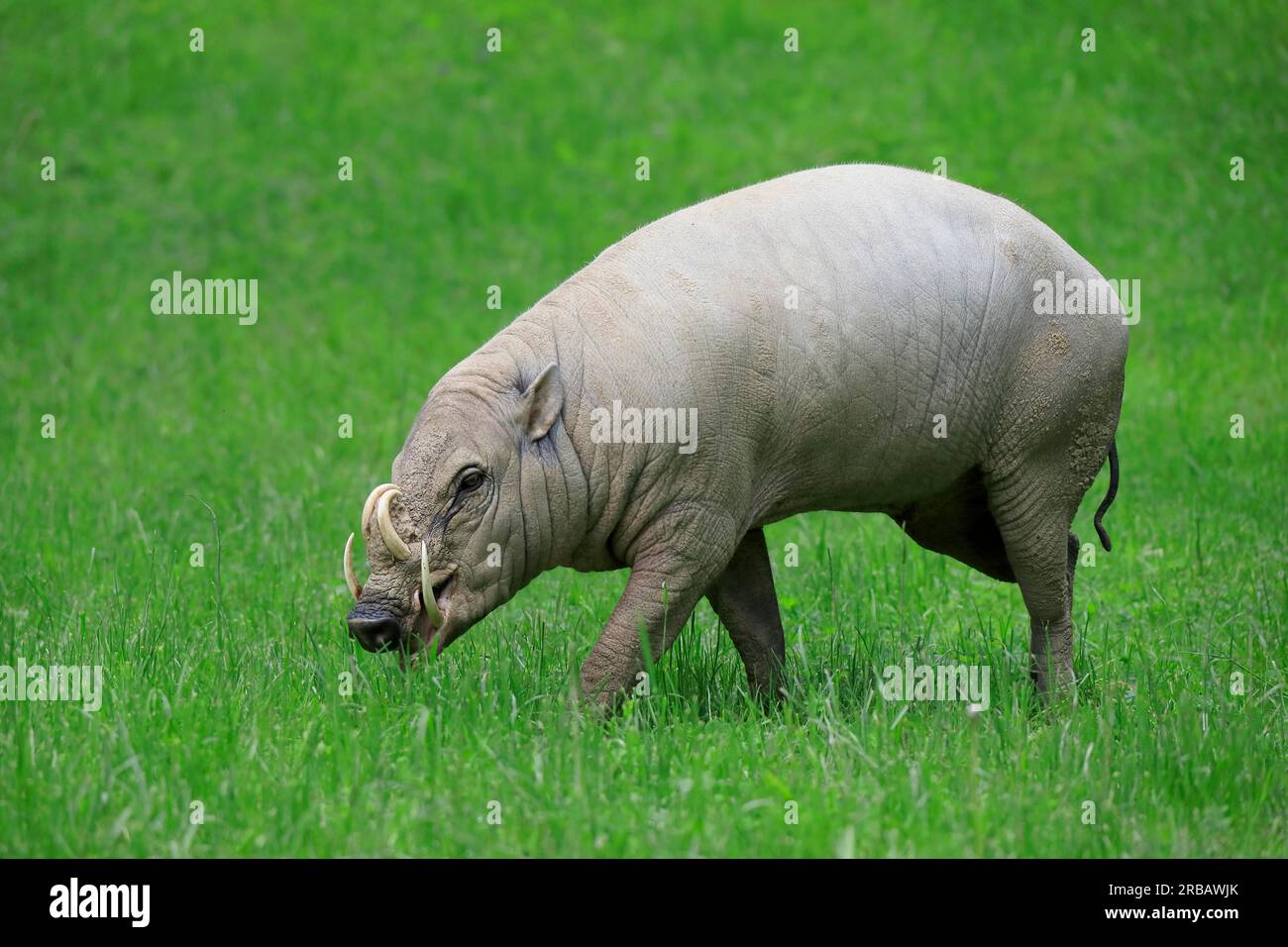 North sulawesi babirusa (Babyrousa celebensis), adult, male, running ...