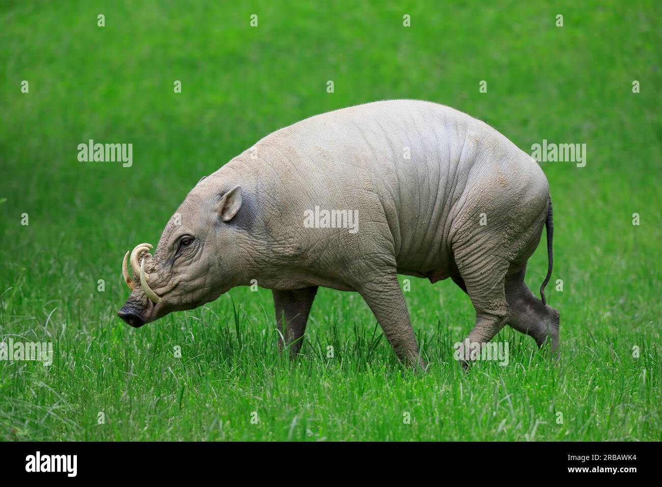 North sulawesi babirusa (Babyrousa celebensis), adult, male, running ...