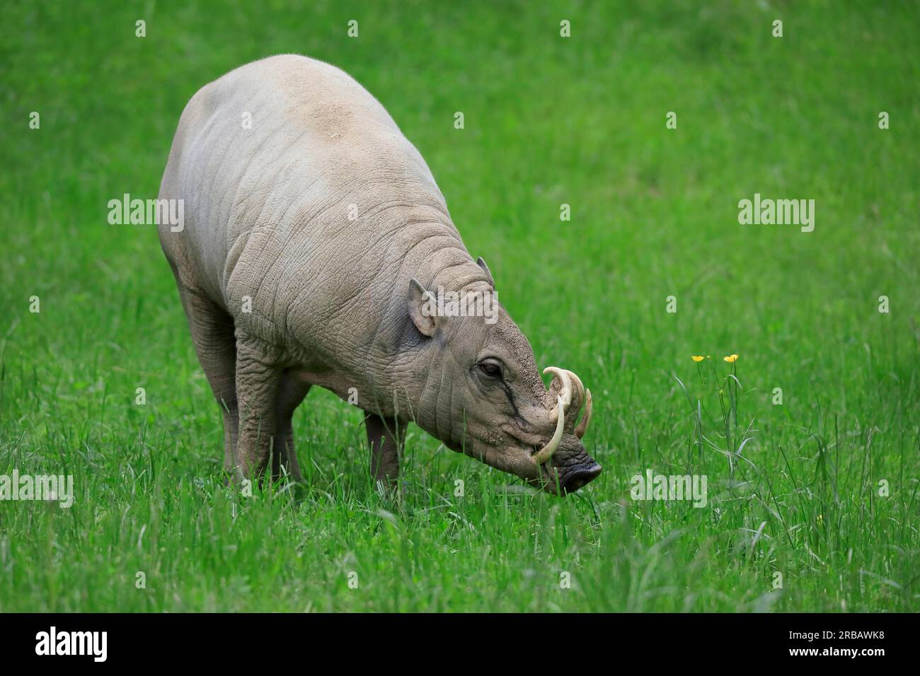 North sulawesi babirusa (Babyrousa celebensis), adult, male, foraging ...