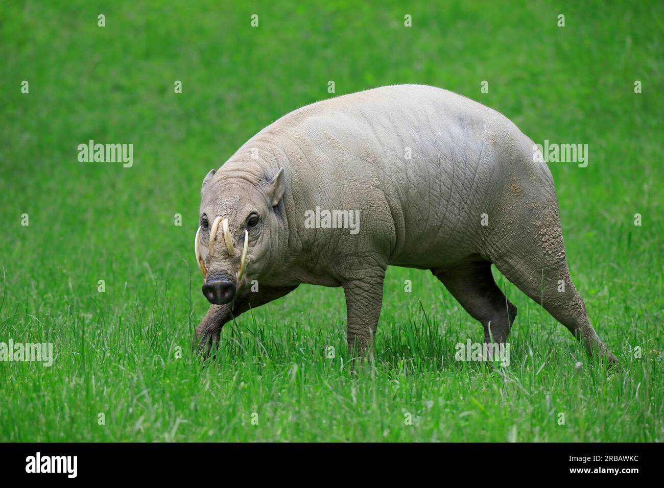 North sulawesi babirusa (Babyrousa celebensis), adult, male, running ...
