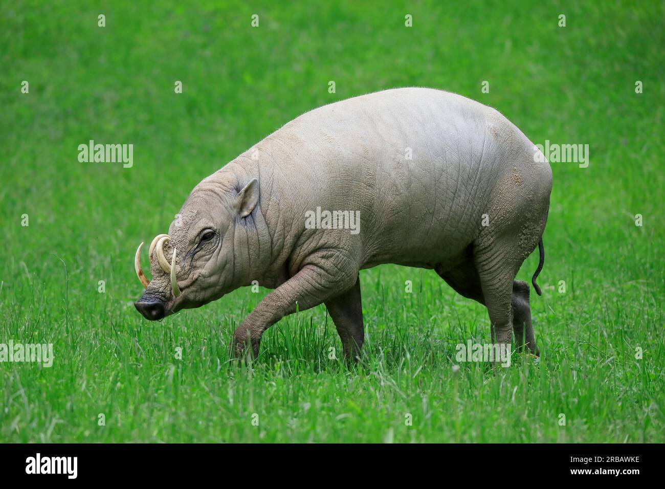 North sulawesi babirusa (Babyrousa celebensis), adult, male, running ...