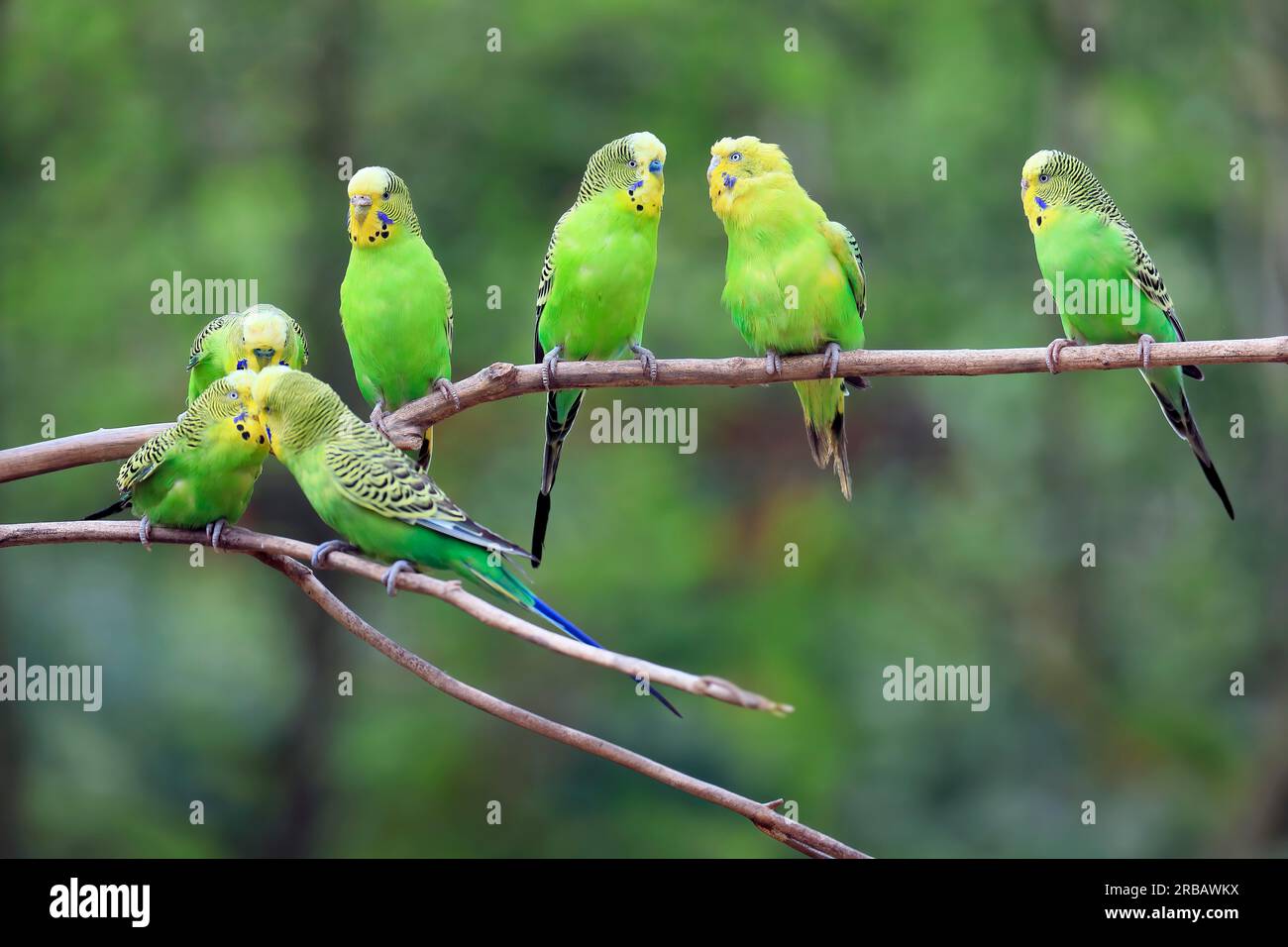 Budgie, adult, group, on hold, captive, Australia Budgerigar ...