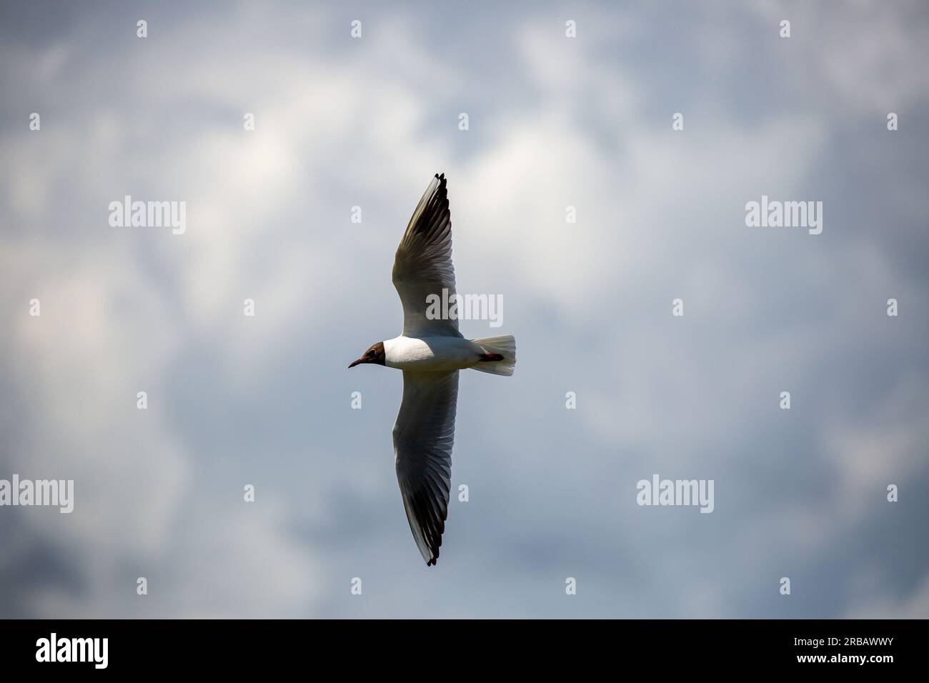 Black headed gull in flight Stock Photo - Alamy
