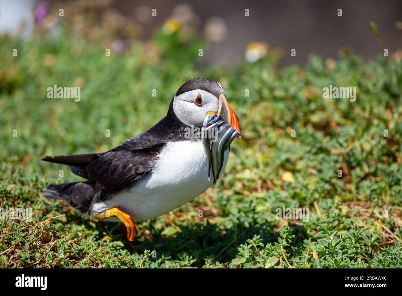 Atlantic puffin with sand eels in beak, returning to burrow Stock Photo ...