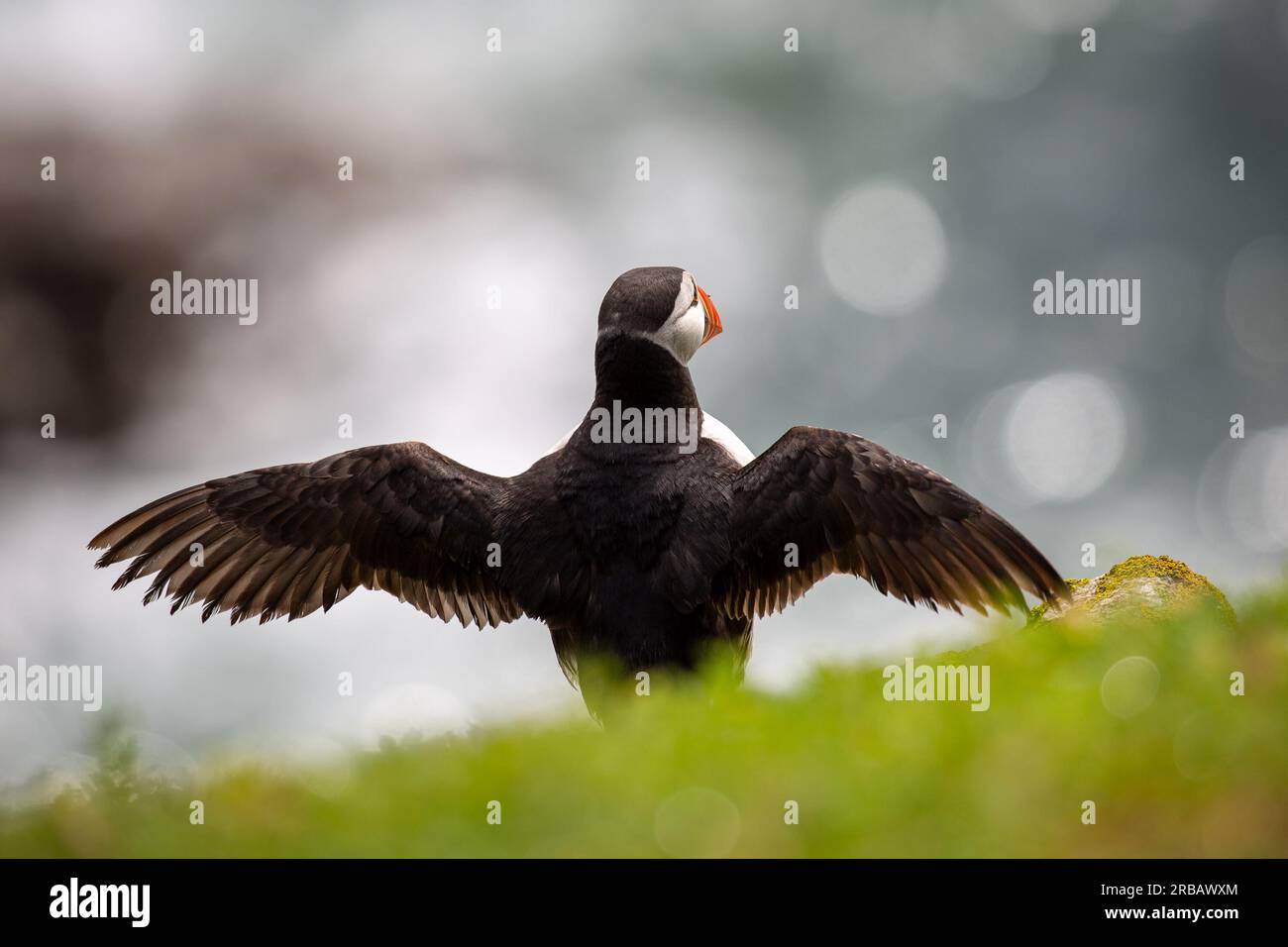 Atlantic puffin on Saltee Islands, Wexford, Ireland. Rear view with ...