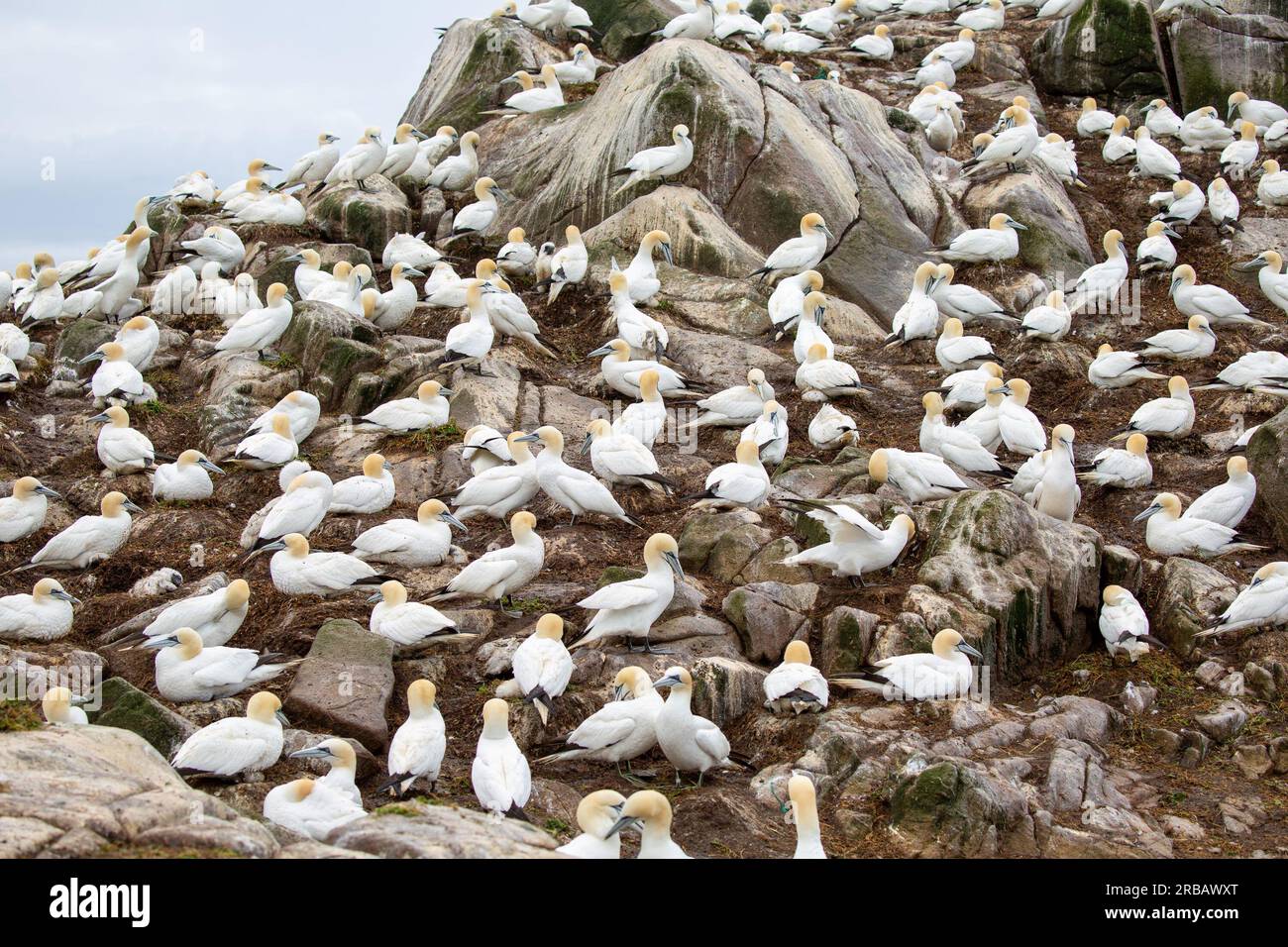 Coastal bird colony hi-res stock photography and images - Alamy