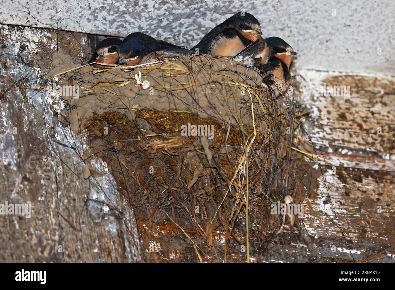 Barn swallows (Hirundo rustica), young birds sitting on the nest in an ...