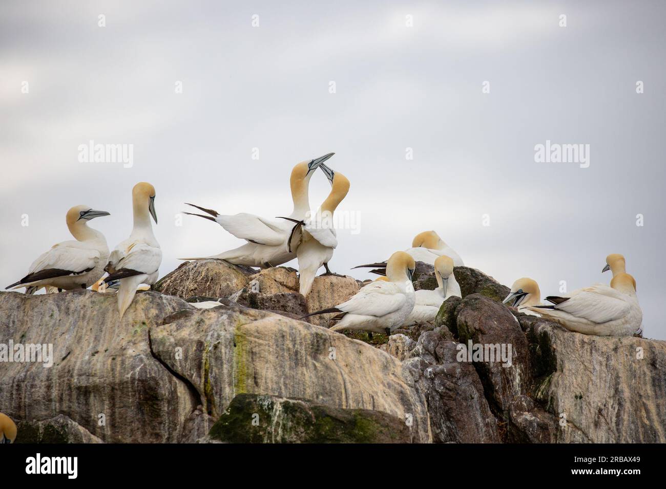 Gannet colony on Great Saltee Island Stock Photo - Alamy