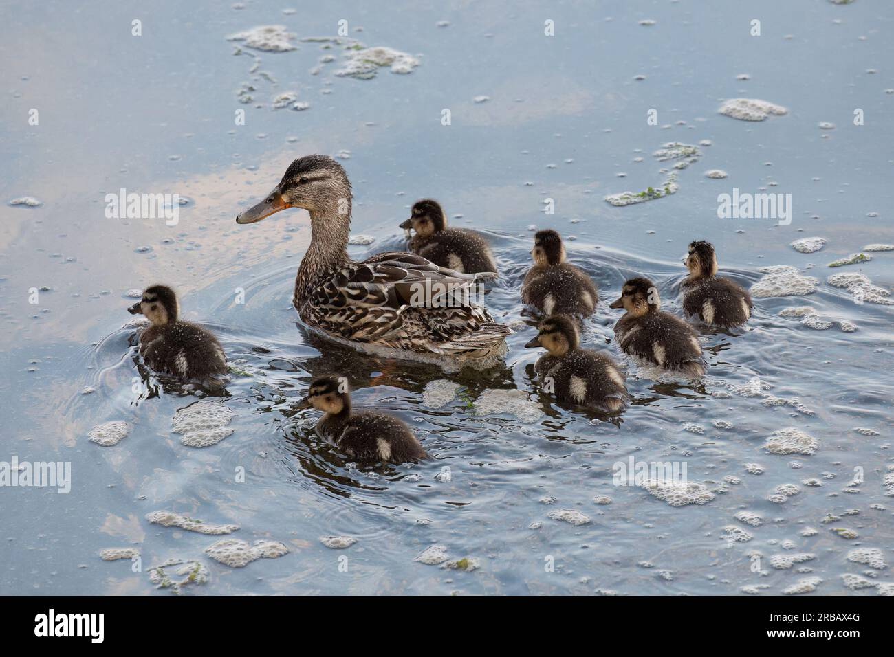 Mother duck with ducklings swimming away Stock Photo - Alamy