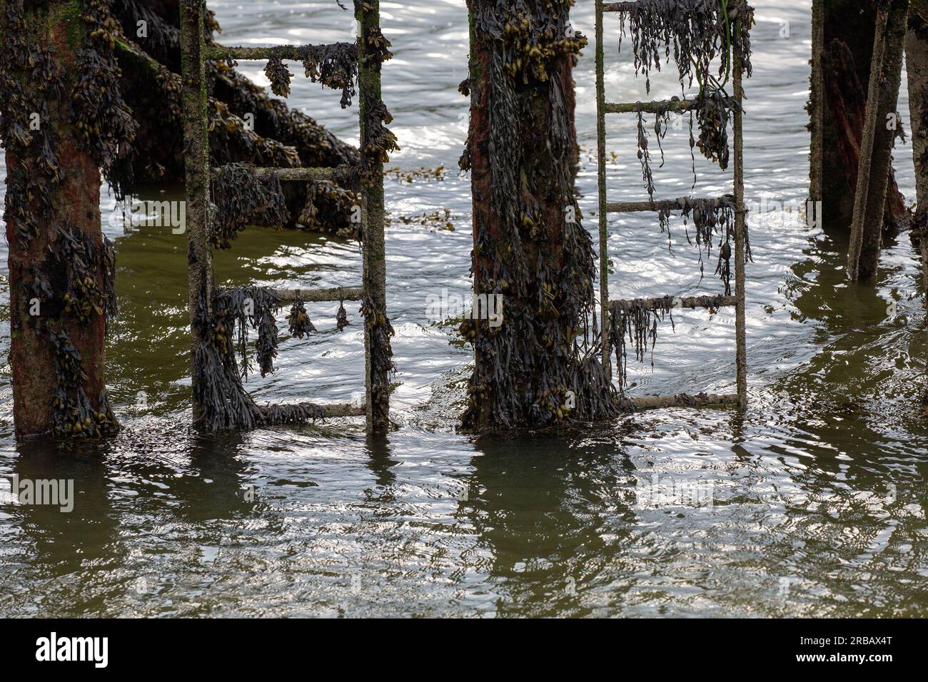 Old ladders at disused dock, covered in seaweed Stock Photo - Alamy