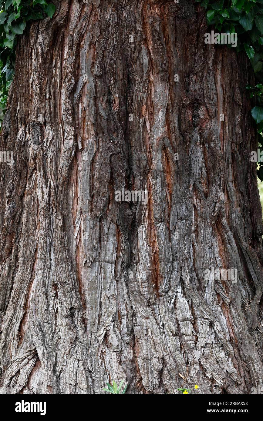 Giant sequoia (Sequoiadendron giganteum) Trunk with bark, bark, native ...