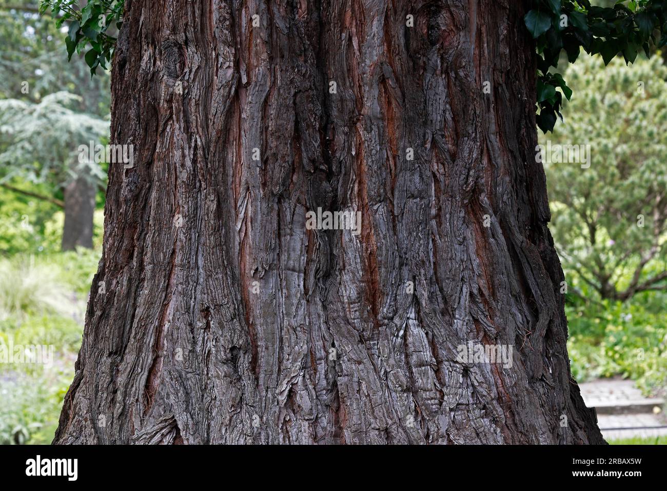 Giant sequoia (Sequoiadendron giganteum) Trunk with bark, bark, native ...