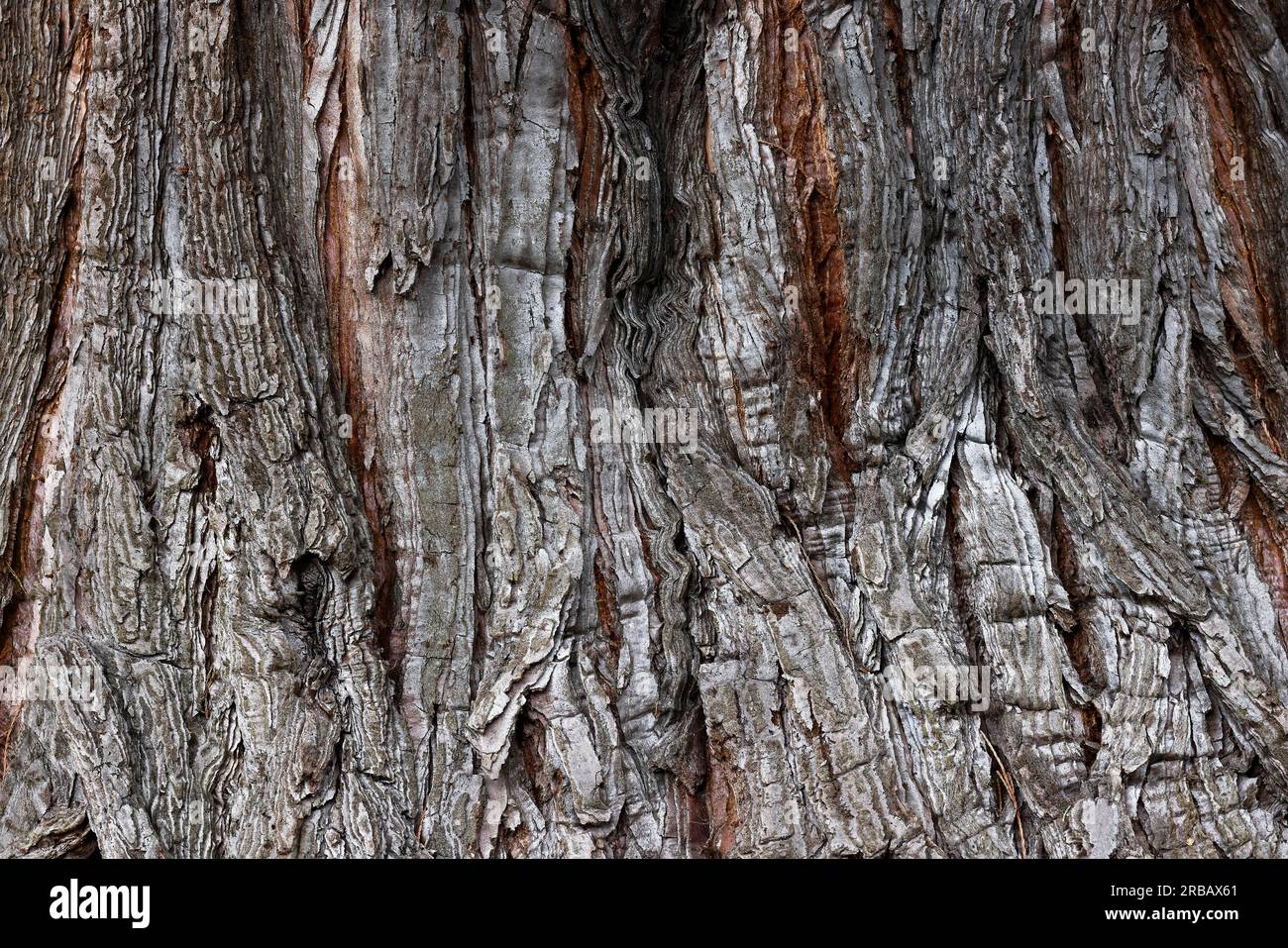Sequoiadendron Giganteum Bark