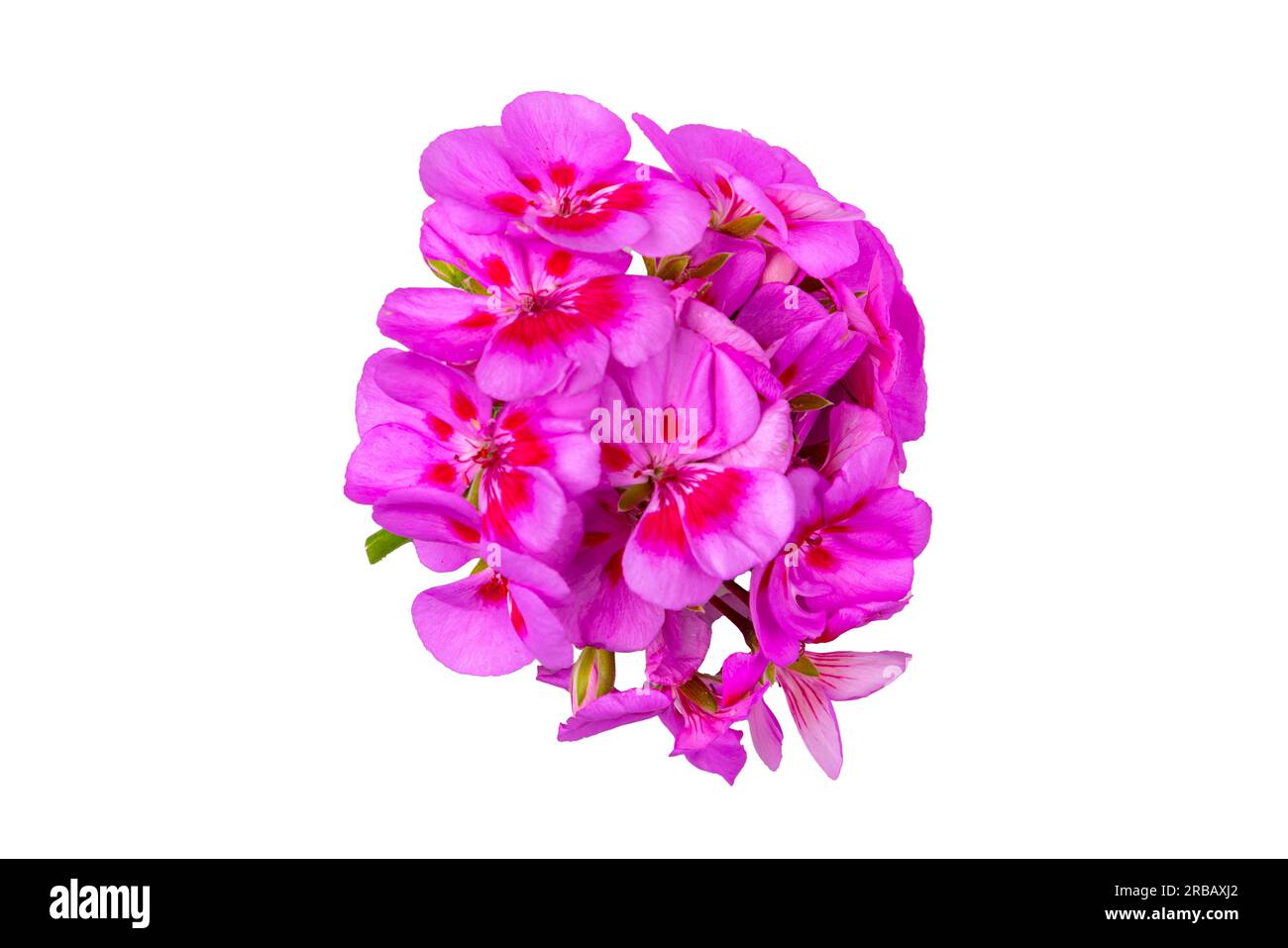 Geranium (Pelargonium), inflorescence, white background Stock Photo - Alamy