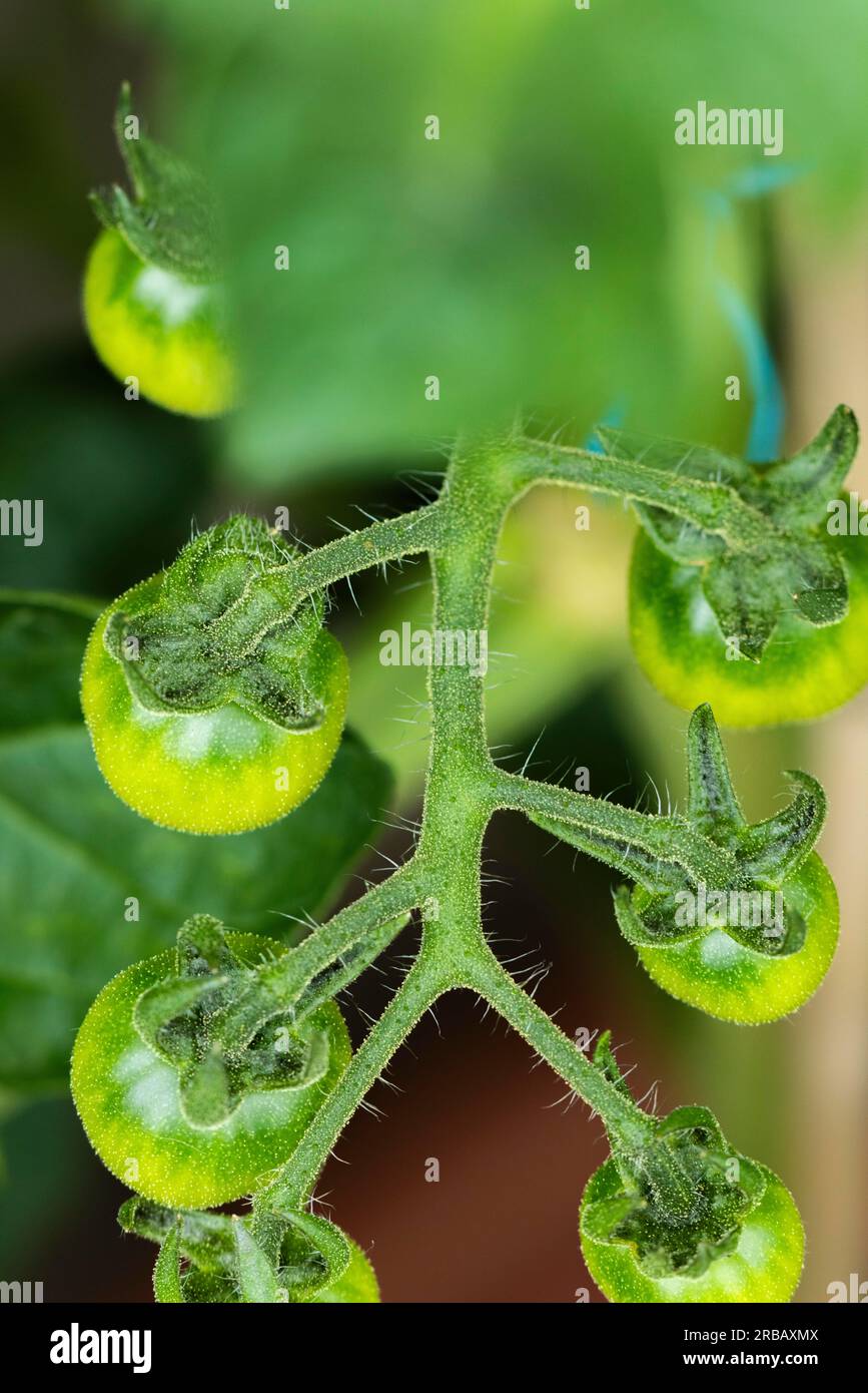 Panicle inflorescence hi-res stock photography and images - Alamy