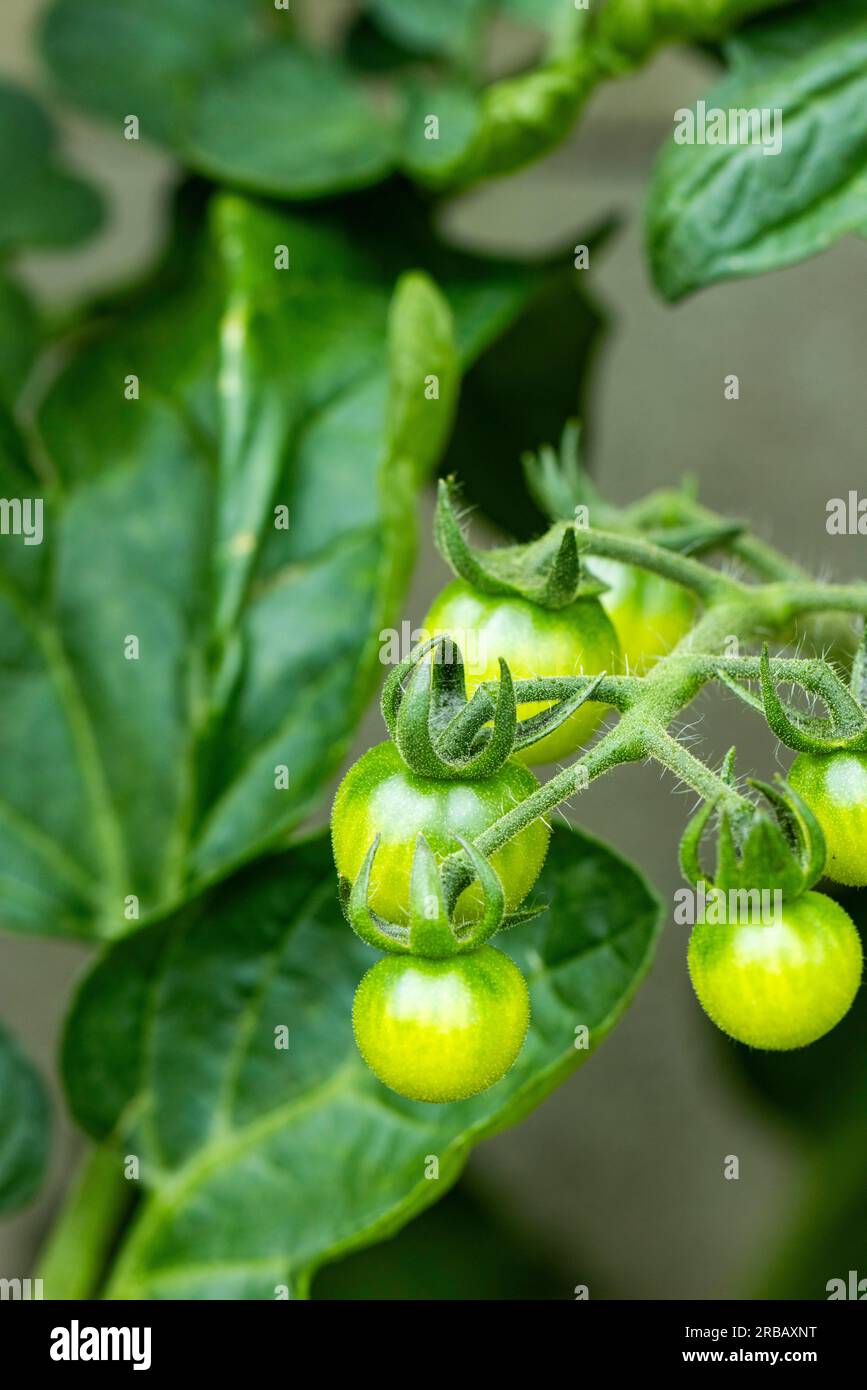 Inflorescence panicle hi-res stock photography and images - Alamy