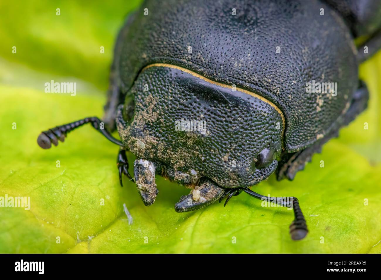 Lesser stag beetle (Dorcus parallelipipedus) female, head, macro photo ...