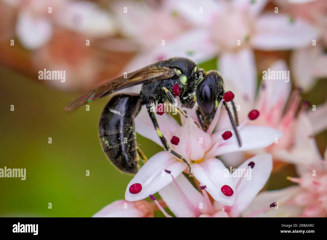 Sedum laconicum hi-res stock photography and images - Alamy