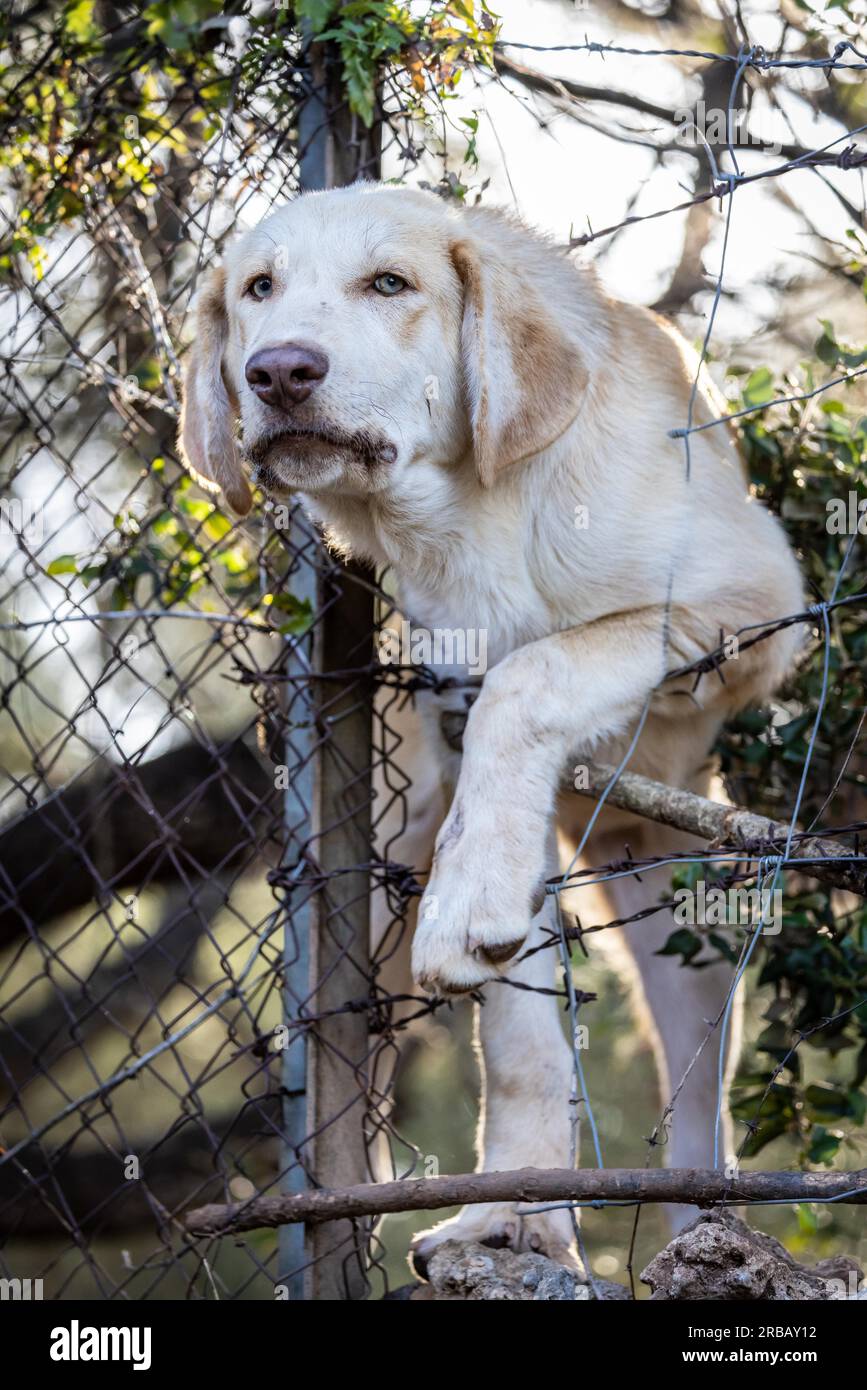 Mixed breed dog behind bars, Llubi, Majorca, Spain, trapped, fence ...