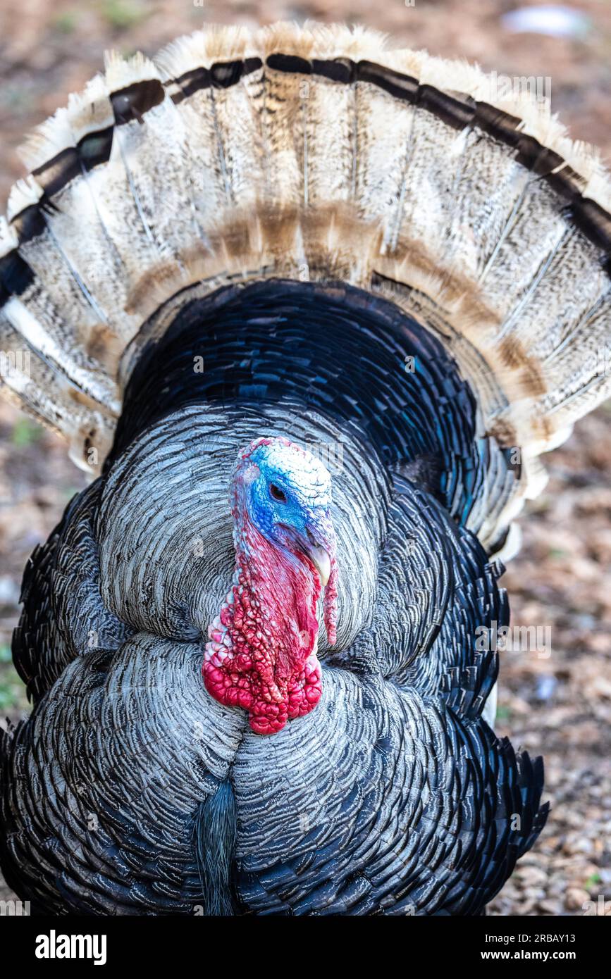 Turkey spain hi-res stock photography and images - Alamy