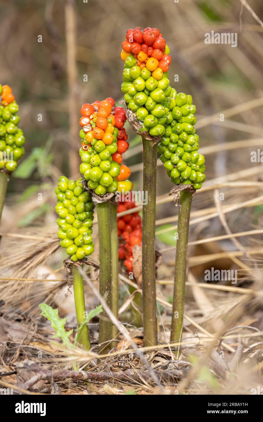 Plant Arum with green and red berries, Llubi, Majorca, Spain Stock ...