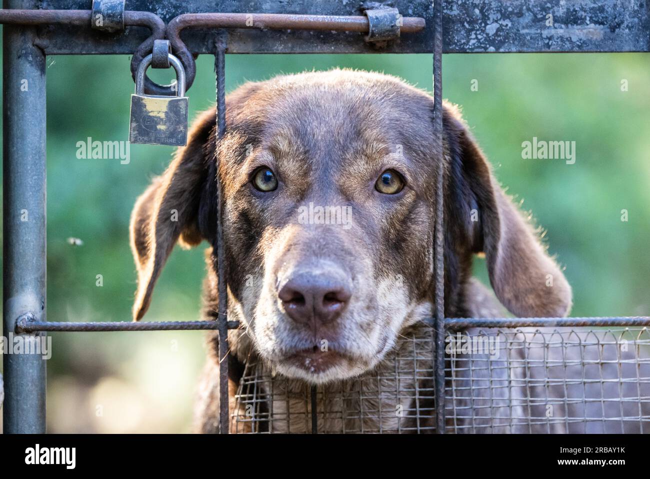 Mixed breed dog behind bars, portrait, Llubi, Majorca, Spain, trapped ...