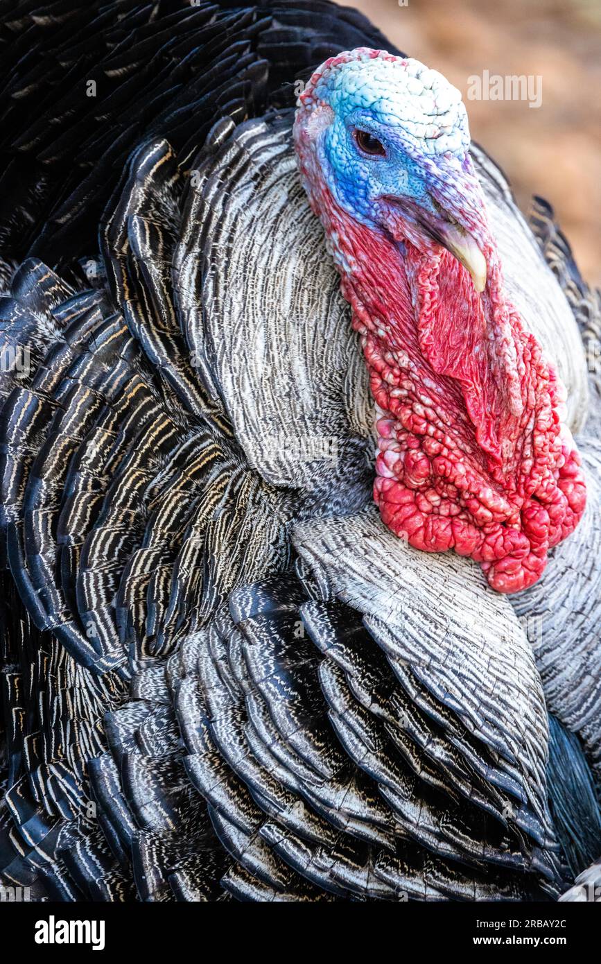Turkey (Meleagris gallopavo), portrait, captive, Llubi, Majorca, Spain ...