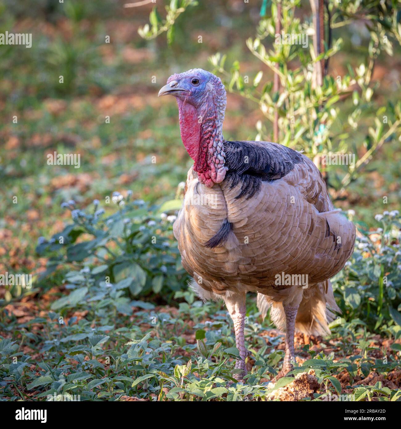 Llubi hi-res stock photography and images - Alamy