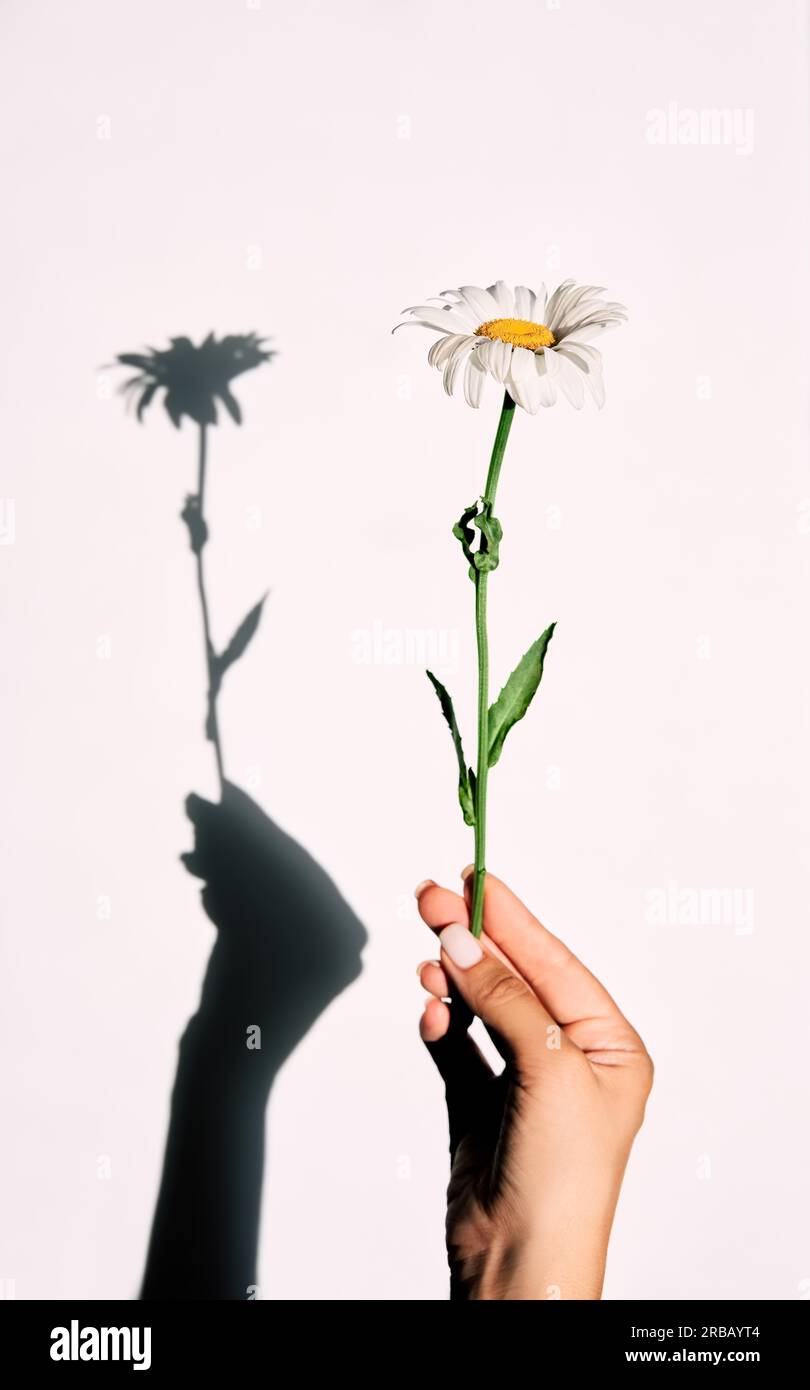 Daisy in hand with shadow background on white wall. Minimal summer ...