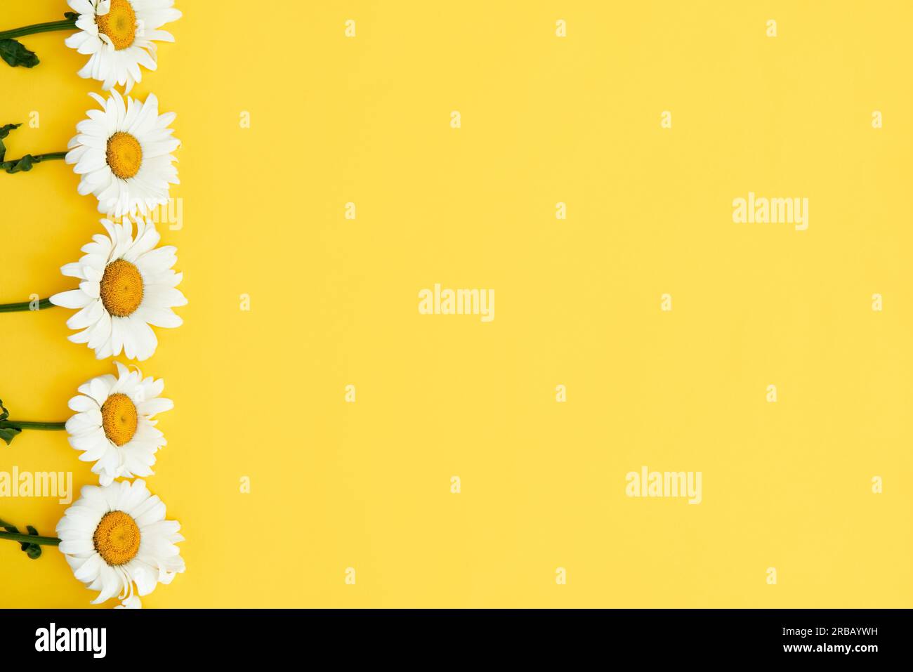 White colored daisy flowers border on yellow background with copy space ...