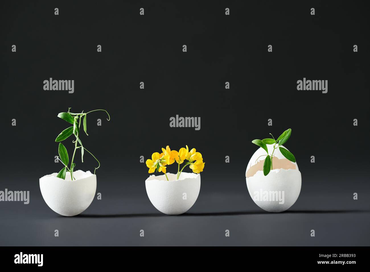 Flowers in eggshell on black background. creative art, symbolism ...