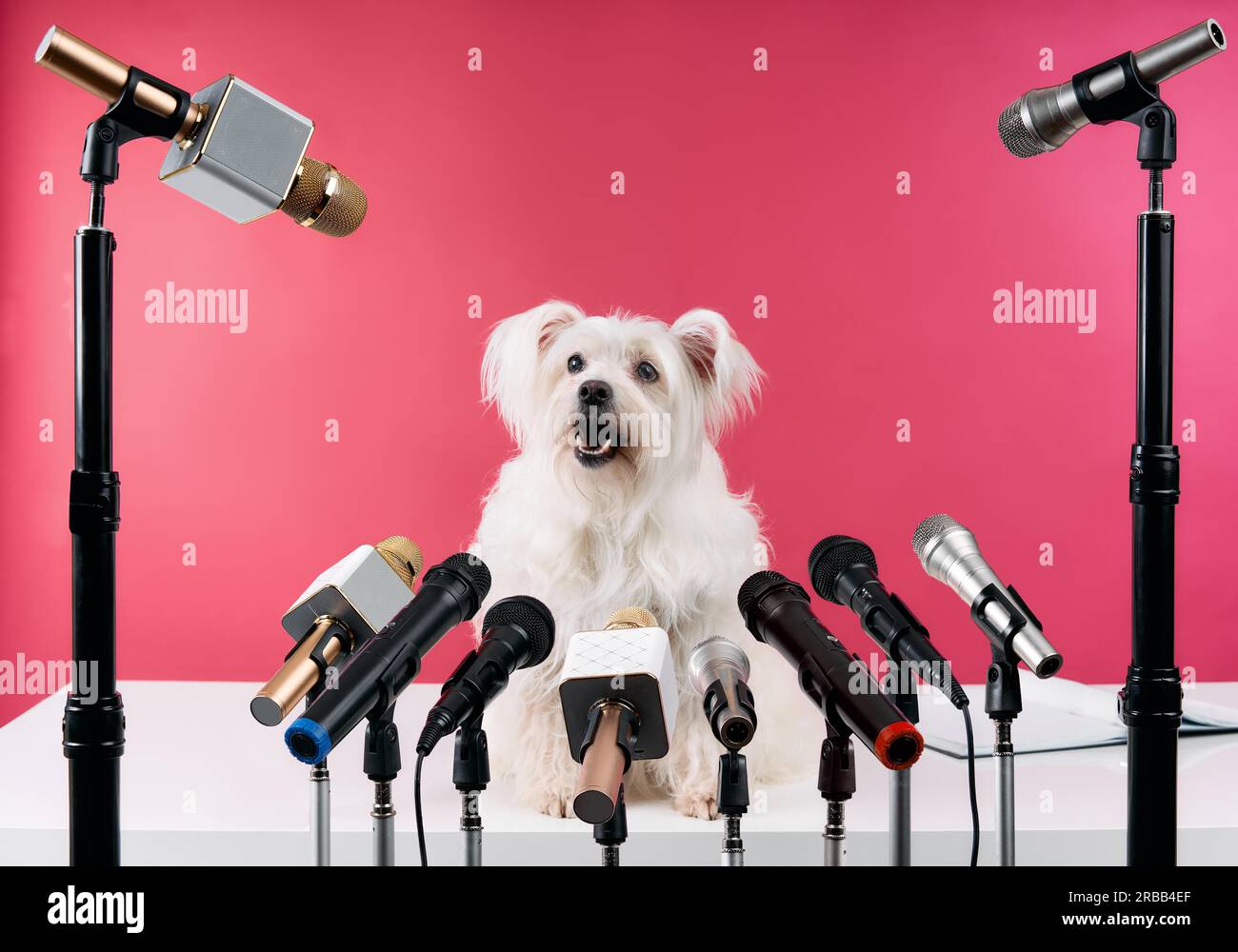 Adorable white fluffy dog speaker holds press conference with set of ...