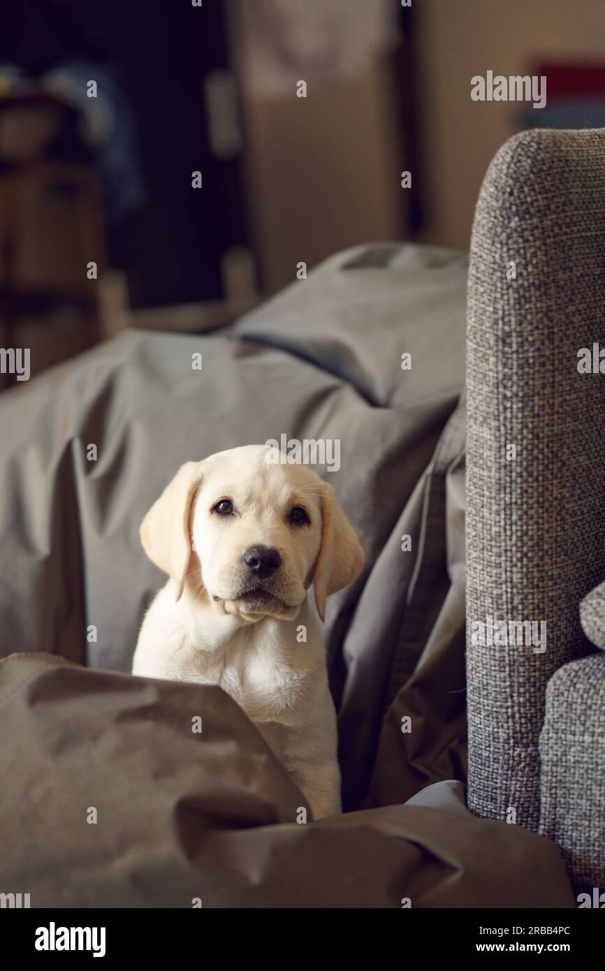 Adorable curious little pupoy sitting on a chair or bed covered with ...