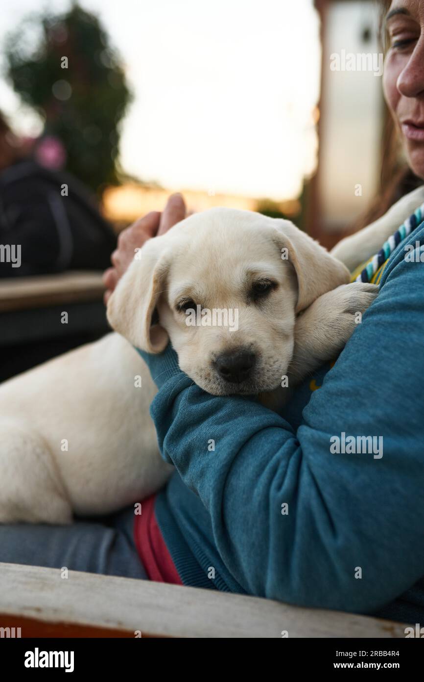 Adorable little puppy lying resting on its owners lap indoors at home ...