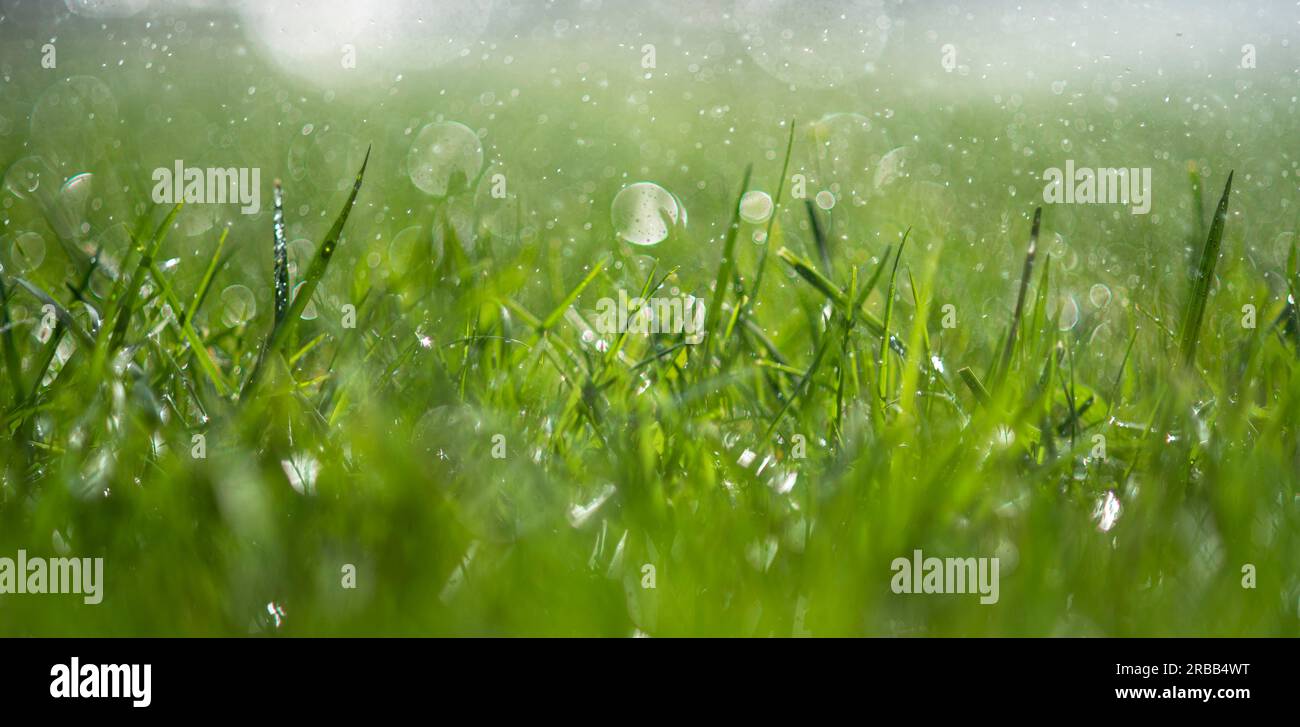 Green fresh grass in the rain Panorama Stock Photo - Alamy