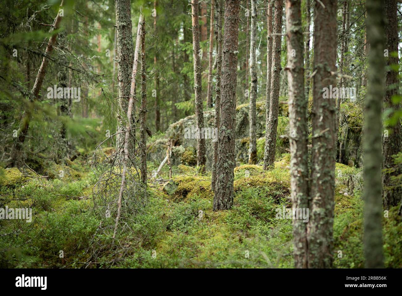 Sauna finland forest hi-res stock photography and images - Alamy