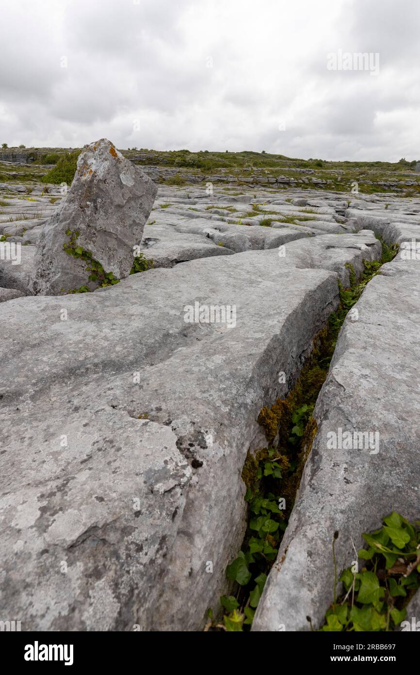 Barrows and gullies, gullies in limestone, karst area, Poulnabrone ...