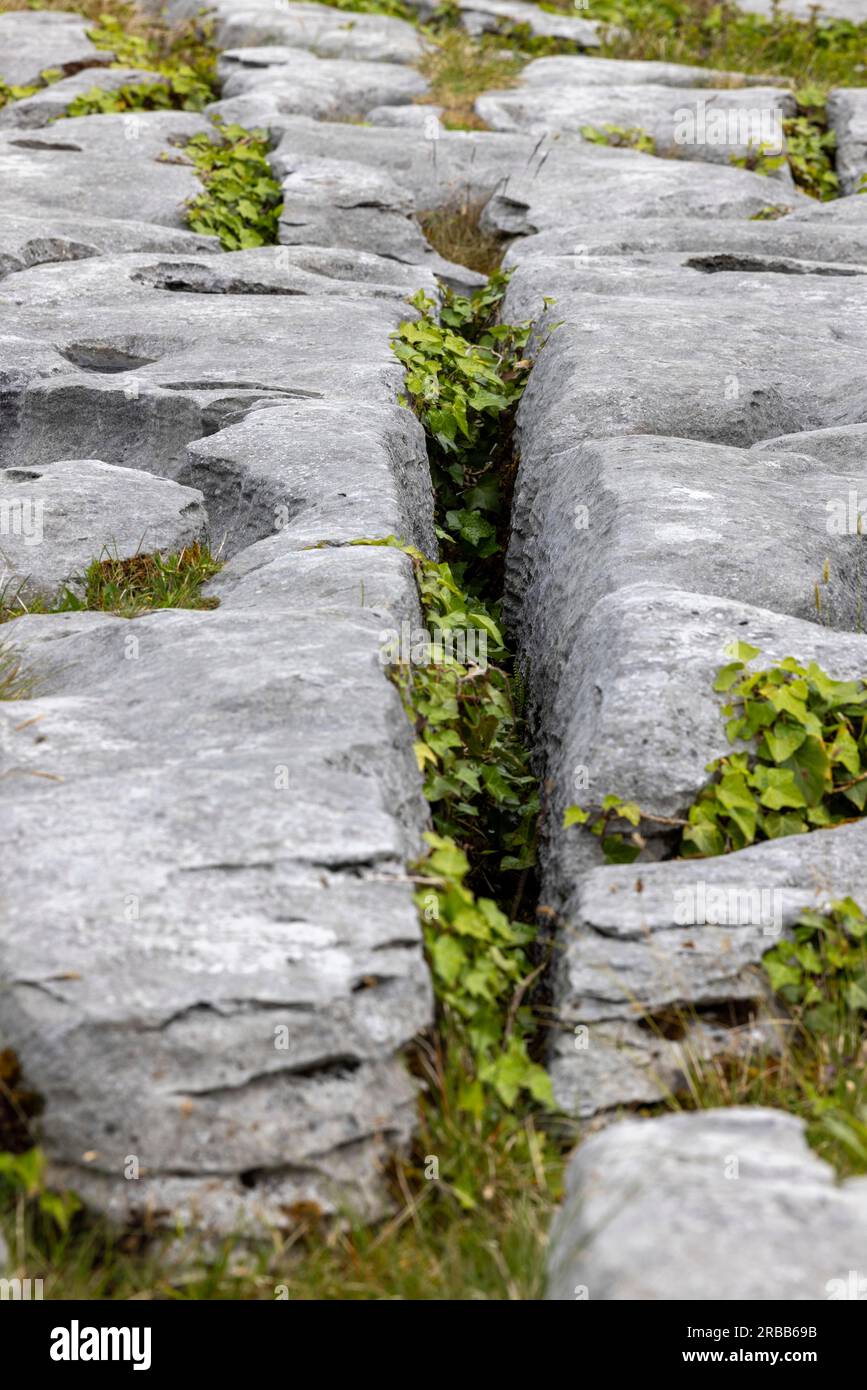 Barrows and gullies, gullies in limestone, karst area, Poulnabrone ...