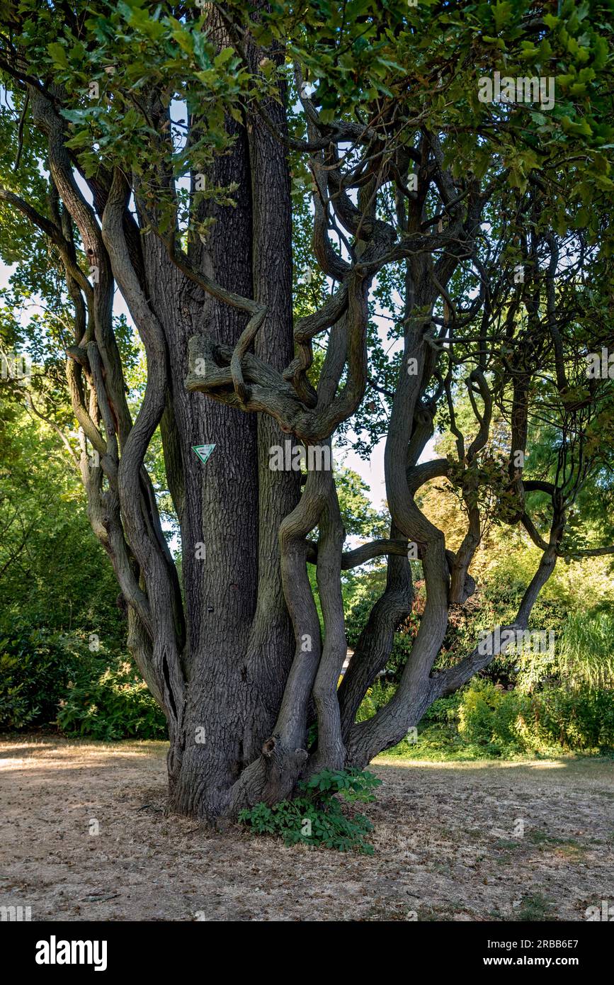 Pyramid oak tree (Quercus), columnar oak, oak, 190 years old, natural ...