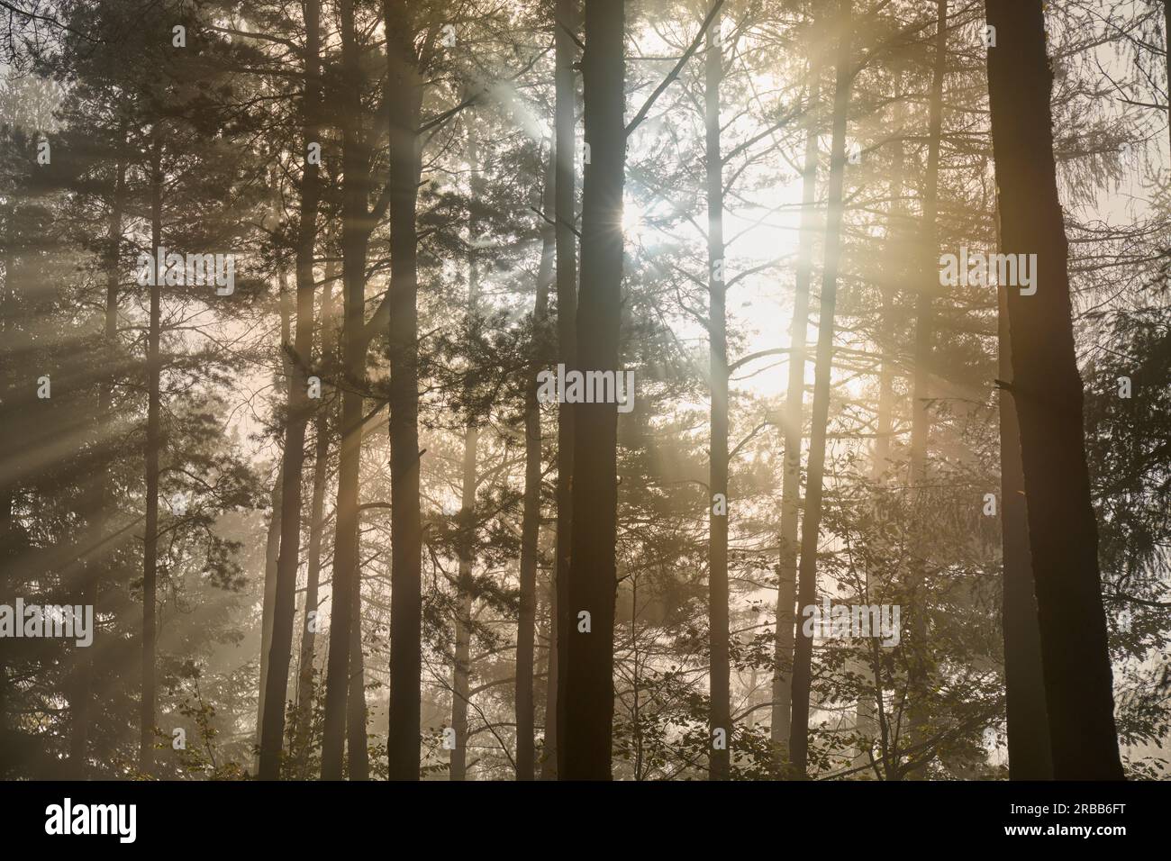 Forest, fog, sunrise, autumn, Ernsttal, Mudau, Odenwald, Baden ...