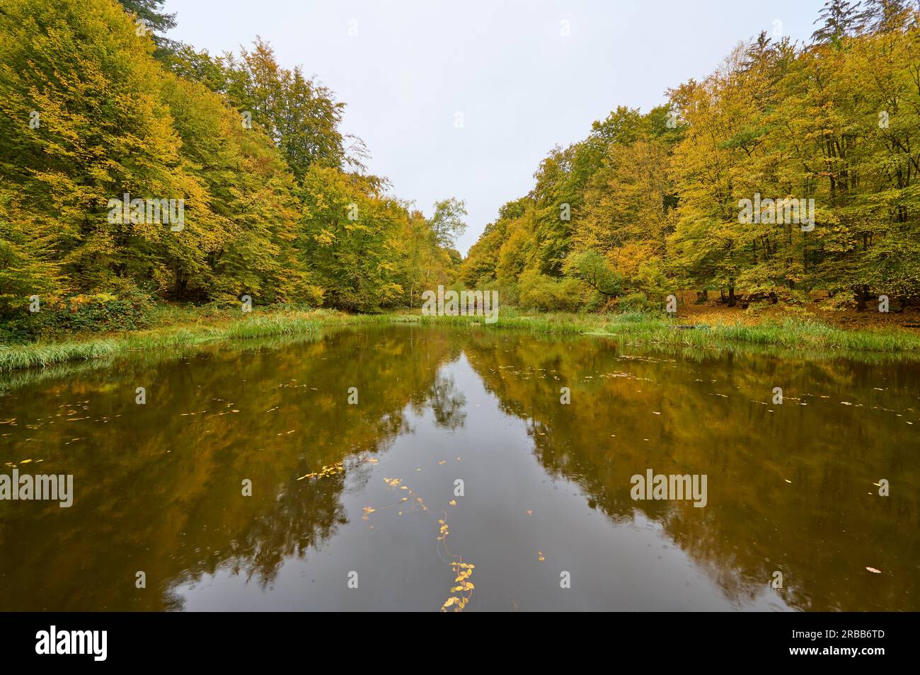 Forest, lake, autumn, Rothenbuch, Hafenlohrtal, Spessart, Bavaria ...