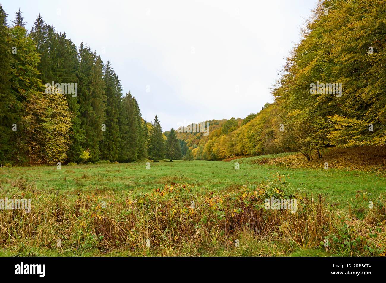 Forest, valley, meadow, autumn, Rothenbuch, Hafenlohrtal, Spessart ...