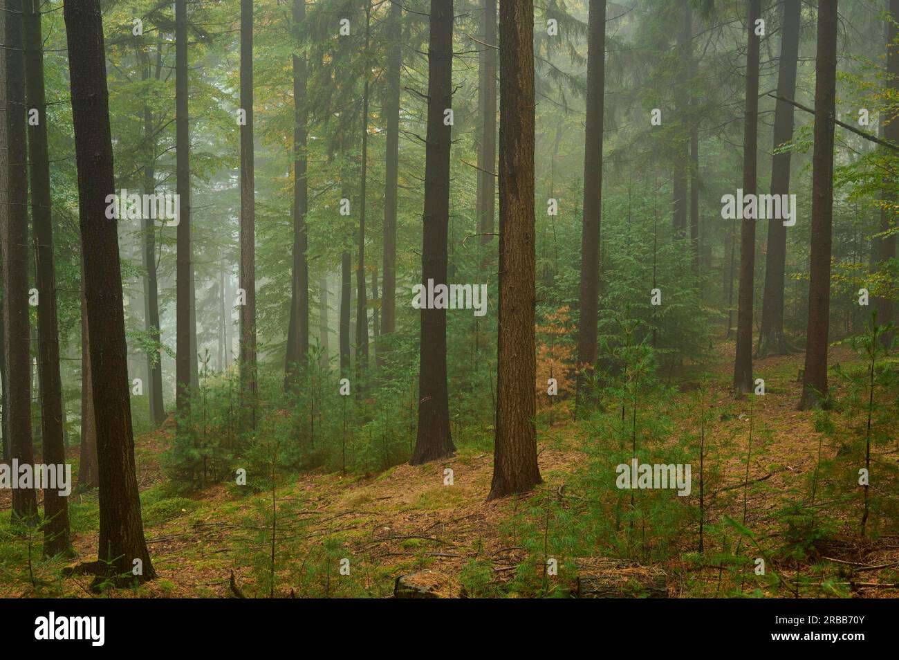 Forest, coniferous forest, fog, haze, autumn, Spessart, Bavaria ...