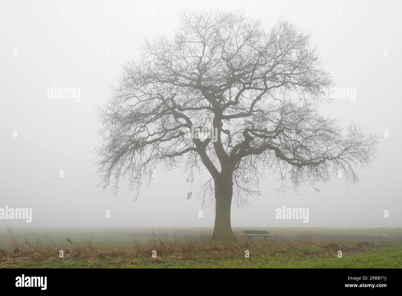 Oak tree (Quercus), solitary tree with resting bench in the fog, North ...